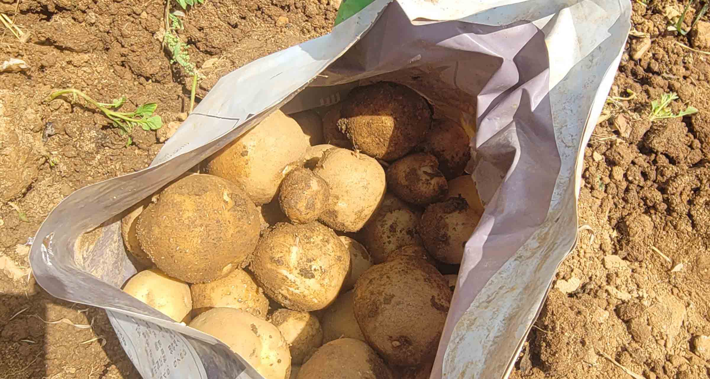 Potatoes that Taste Better Together